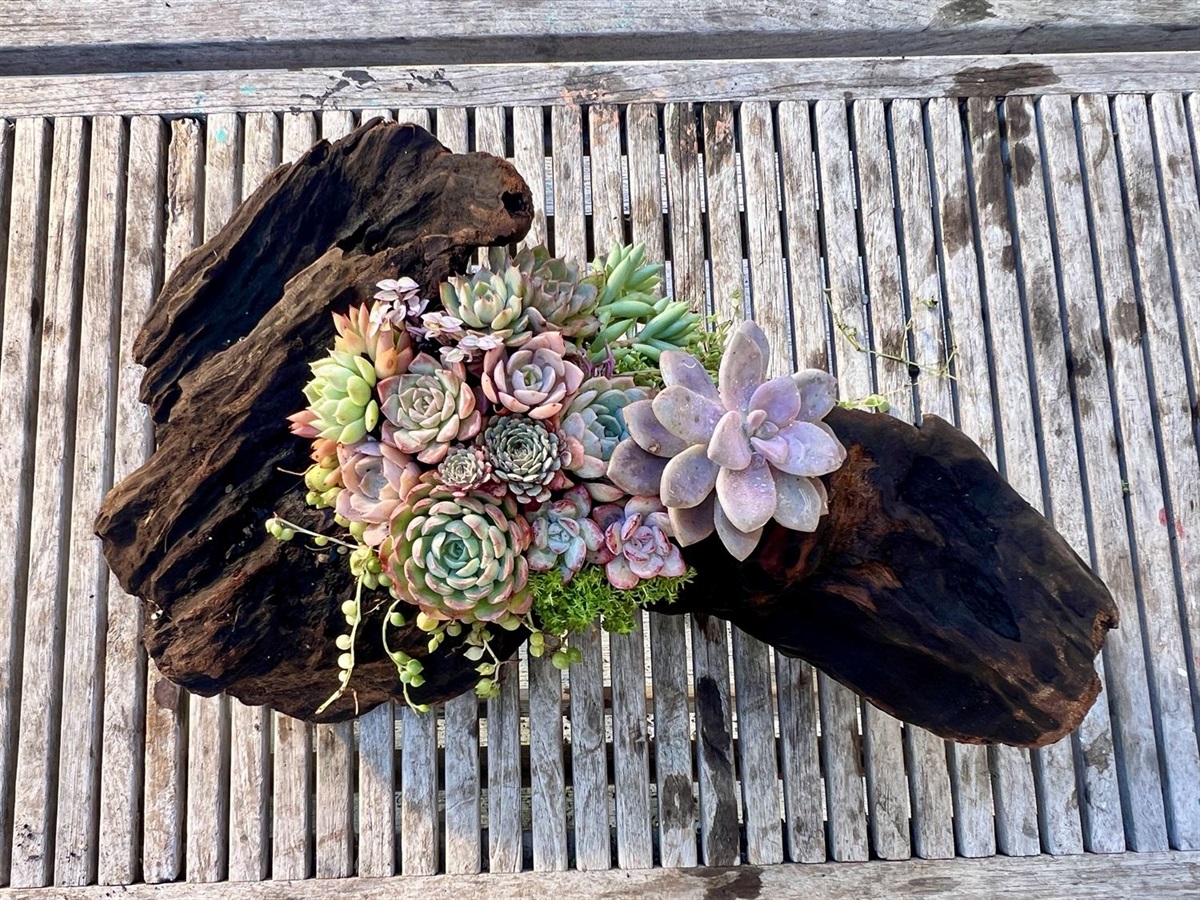 SUCCULENT DRIFTWOOD WORKSHOP PACC